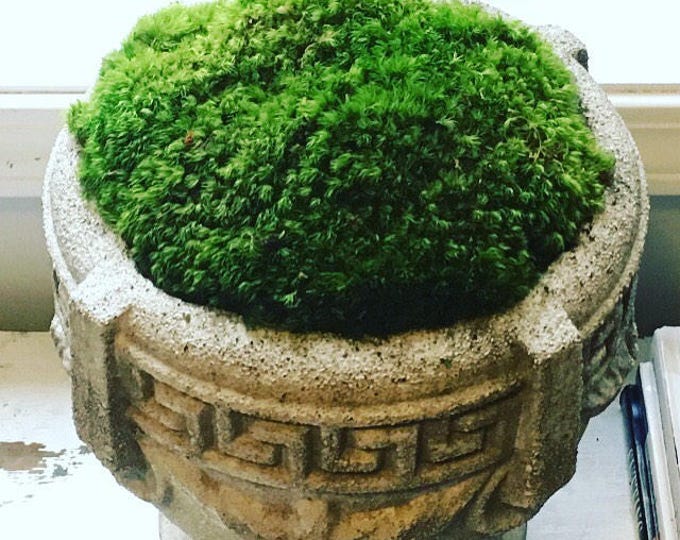 Moss, Rock Cap Moss, Terrariums, Crafts, Miniatures, Fairy Gardens ...