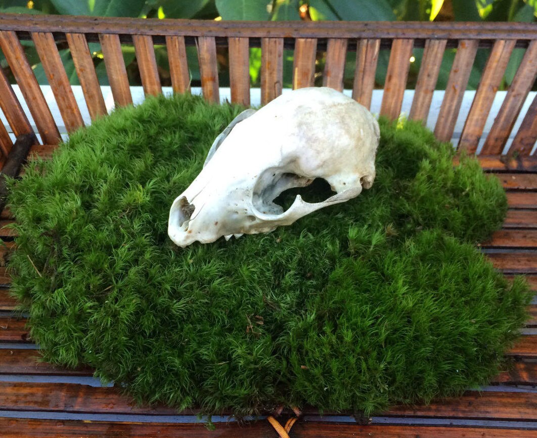 Moss Rock Cap Moss Terrariums Crafts Miniatures Fairy - Etsy