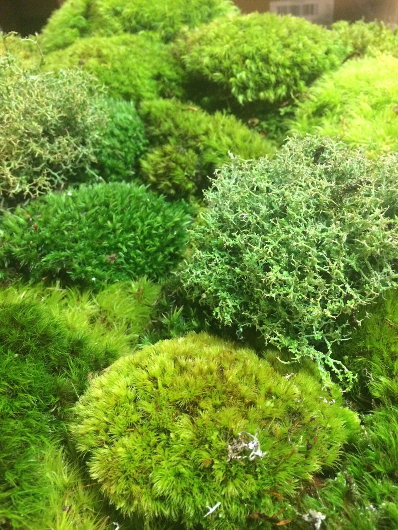 Moss Bulk Moss Assortment 8 Sq Ft Live Moss NOT - Etsy