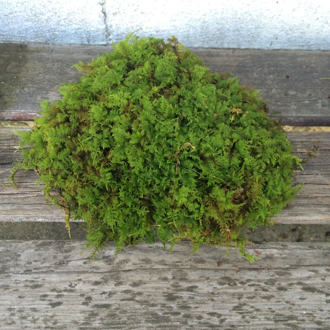 Fern Moss Terrariums Fairy Gardens Crafts Wreaths - Etsy