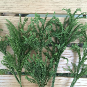 Princess Pine, Sustainably Harvested, Native Plant, Terrariums, Fairy ...