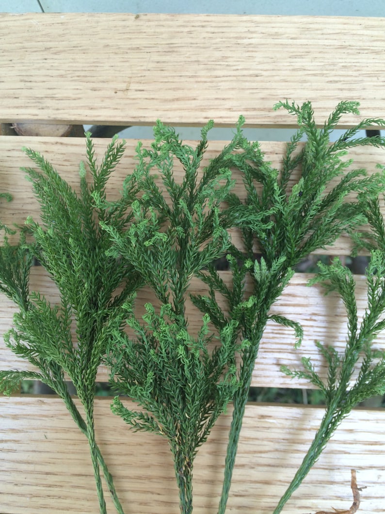 Princess Pine, Sustainably Harvested, Native Plant, Terrariums, Fairy ...