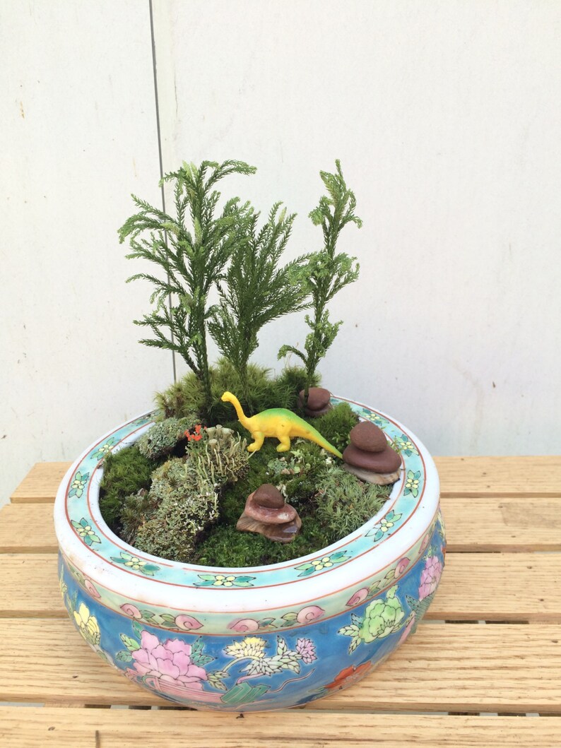 Princess Pine, Sustainably Harvested, Native Plant, Terrariums, Fairy ...