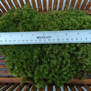 Moss, Rock Cap Moss, Terrariums, Crafts, Miniatures, Fairy Gardens ...