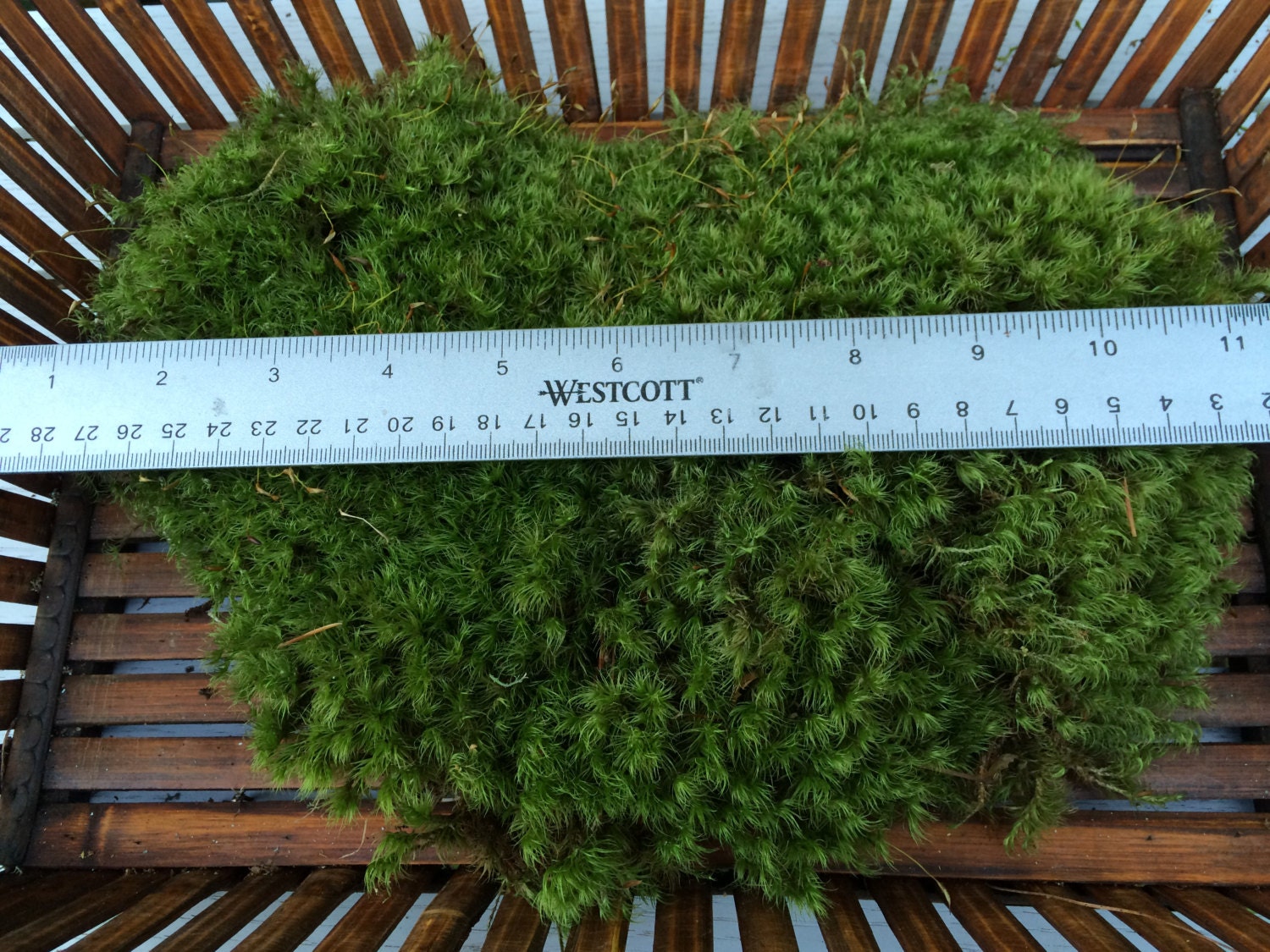 Moss Rock Cap Moss Terrariums Crafts Miniatures Fairy - Etsy