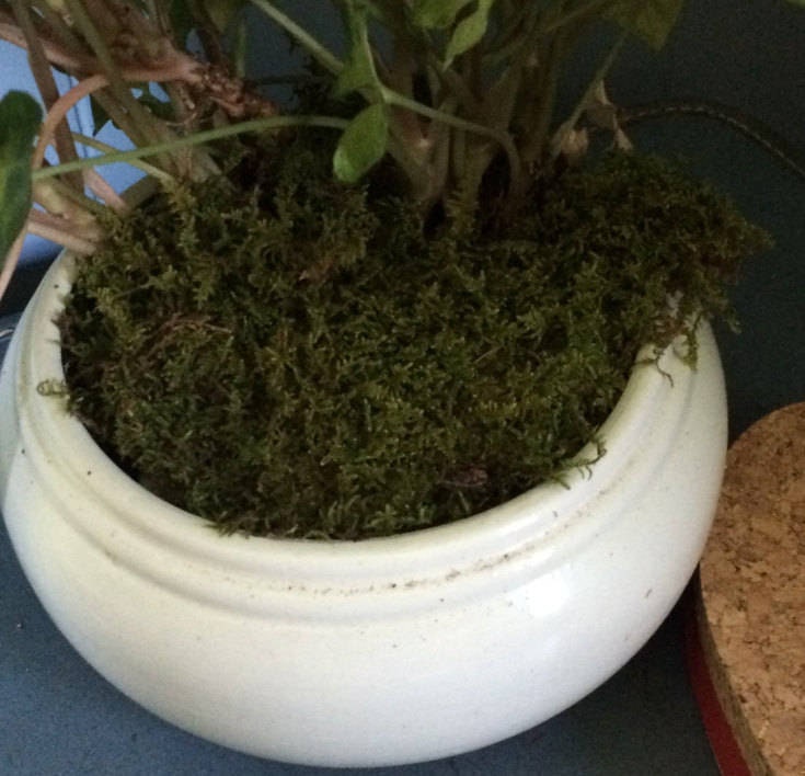 Moss, Sheet Moss, Feather Moss, Terrariums, Fairy Gardens, Kokedama ...