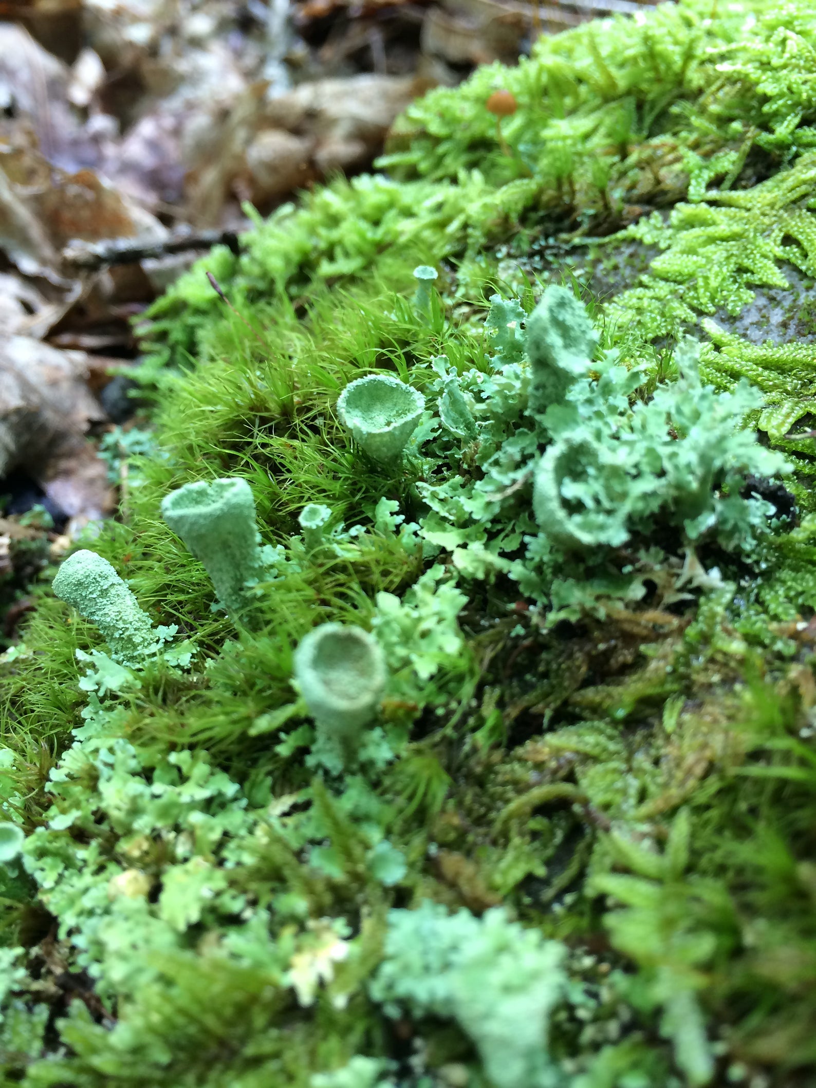 Lichen Assortment Pixie Cups Terrariums Fairy Gardens Moss | Etsy