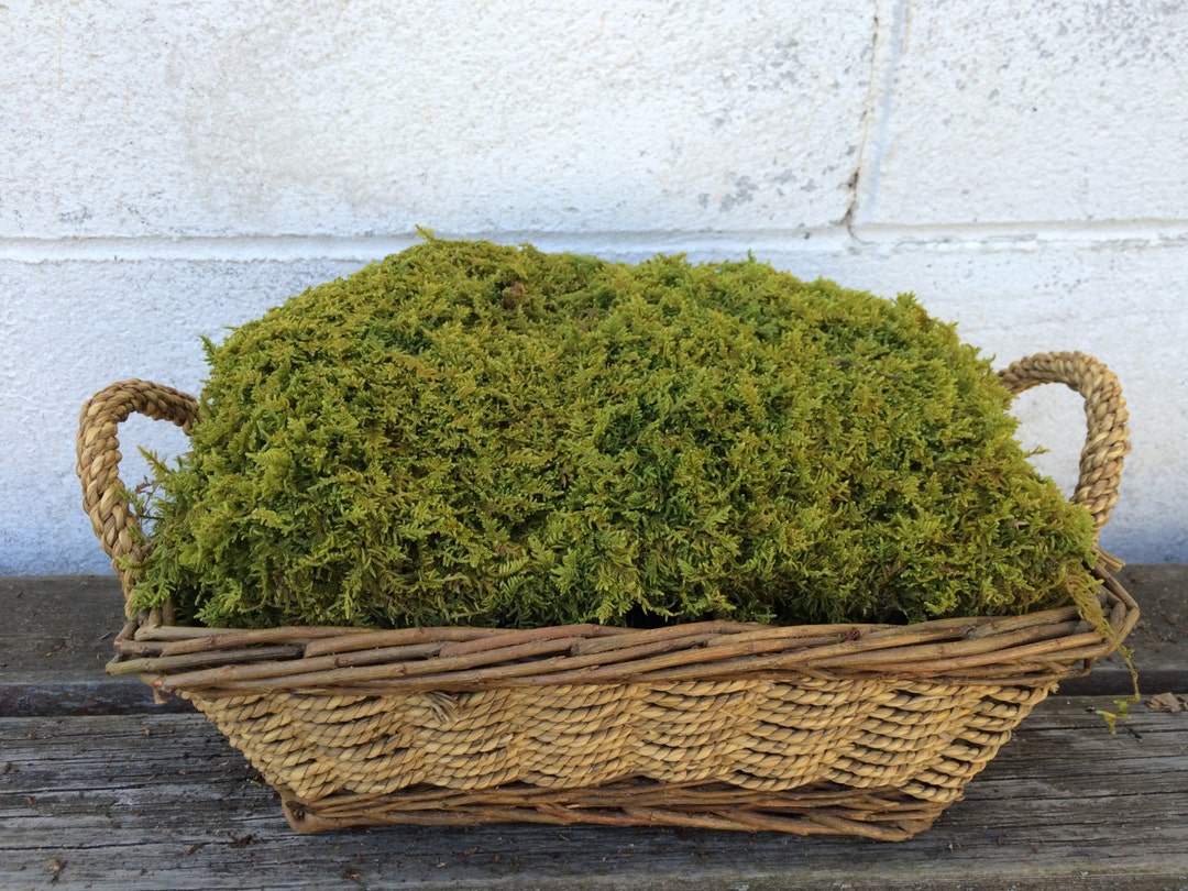 Moss, Sheet Moss, Feather Moss, Terrariums, Fairy Gardens, Kokedama ...