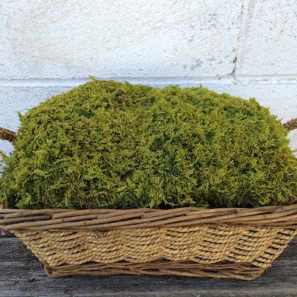 Green Sheet Moss - Etsy