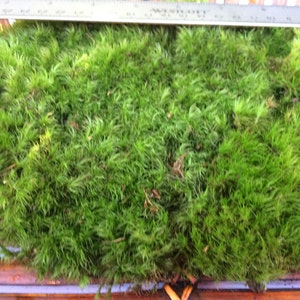 Moss, Rock Cap Moss, Terrariums, Crafts, Miniatures, Fairy Gardens ...