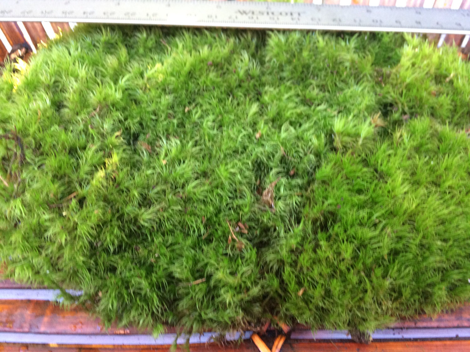 Moss Rock Cap Moss Terrariums Crafts Miniatures Fairy - Etsy