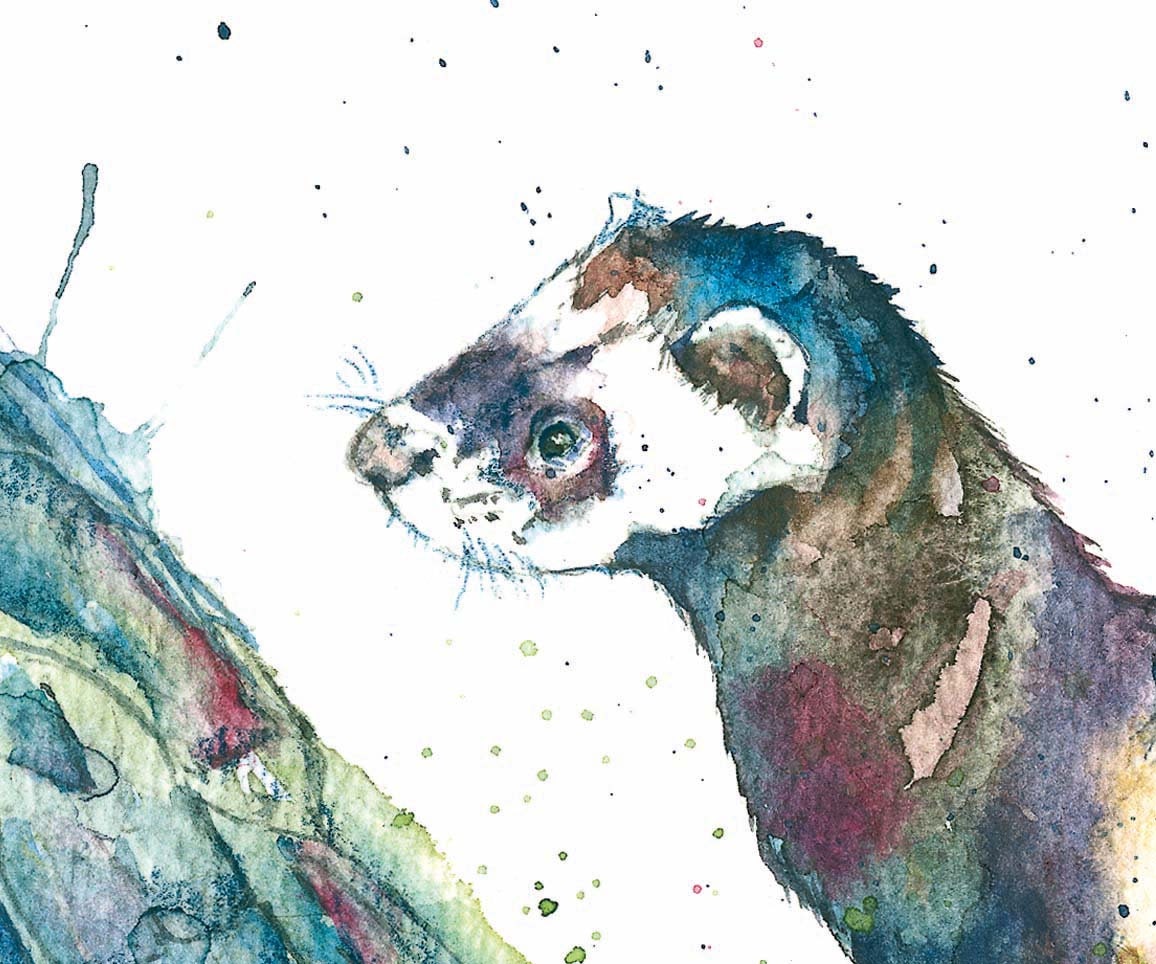 Polecat Art Print, Polecat Illustration, Polecat, Polecat Print ...