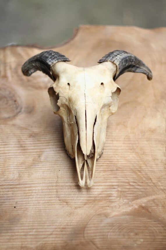 Deformed Animal Horns