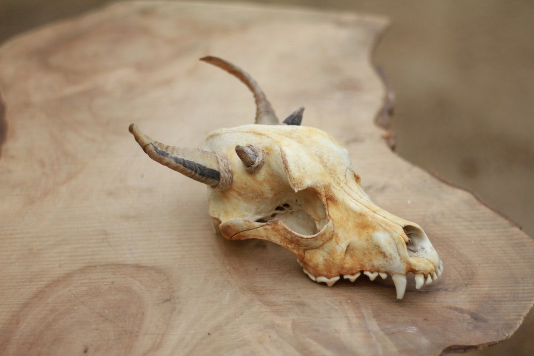 Chimera. 4 Horns Animal Skull. Wild and Free - Etsy