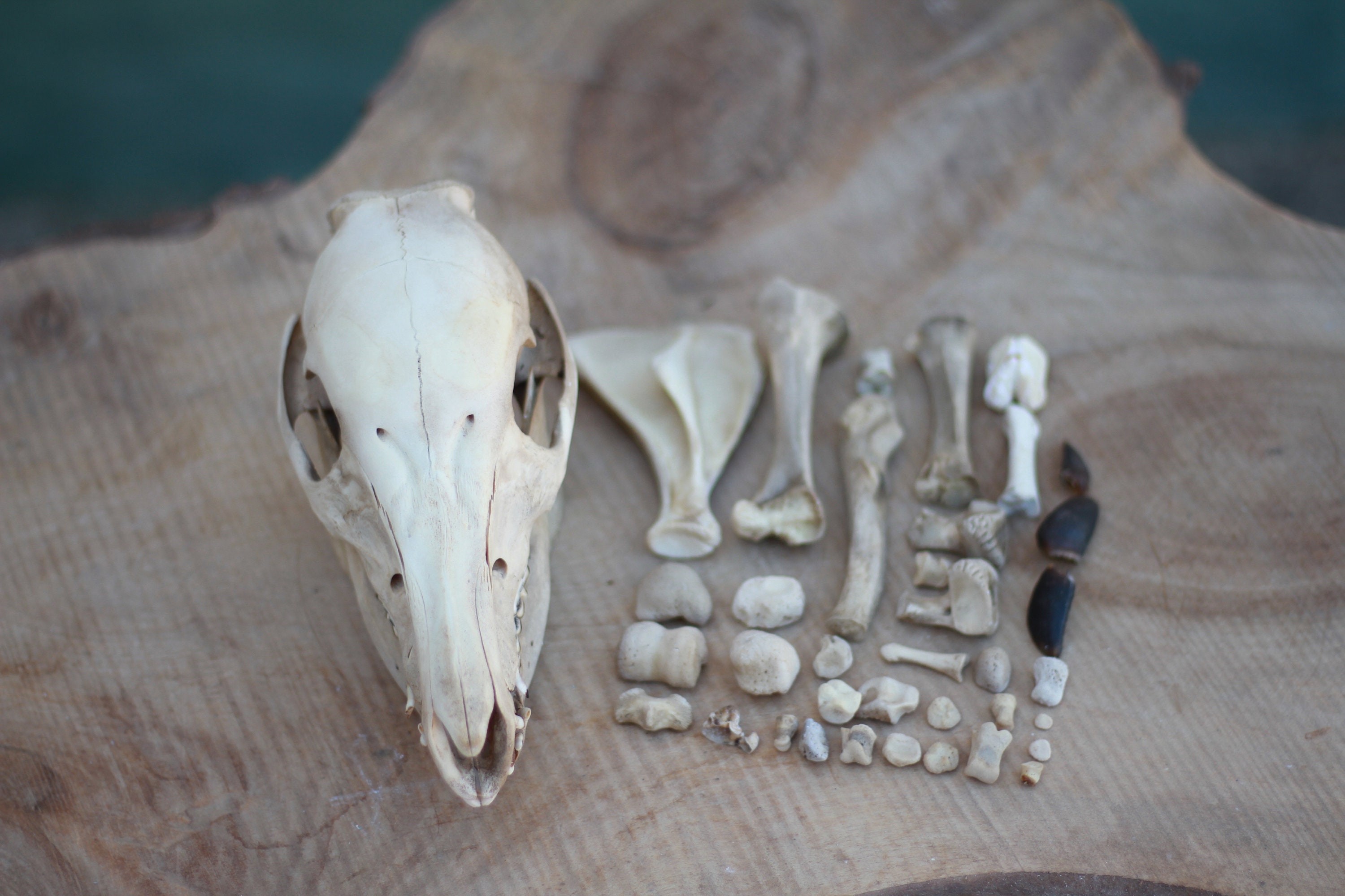 Baby Wild Boar Skull. Sus Scrofa. Craneo De Jabalí. - Etsy