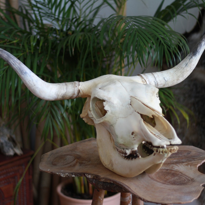 Long Horn Skull - Etsy