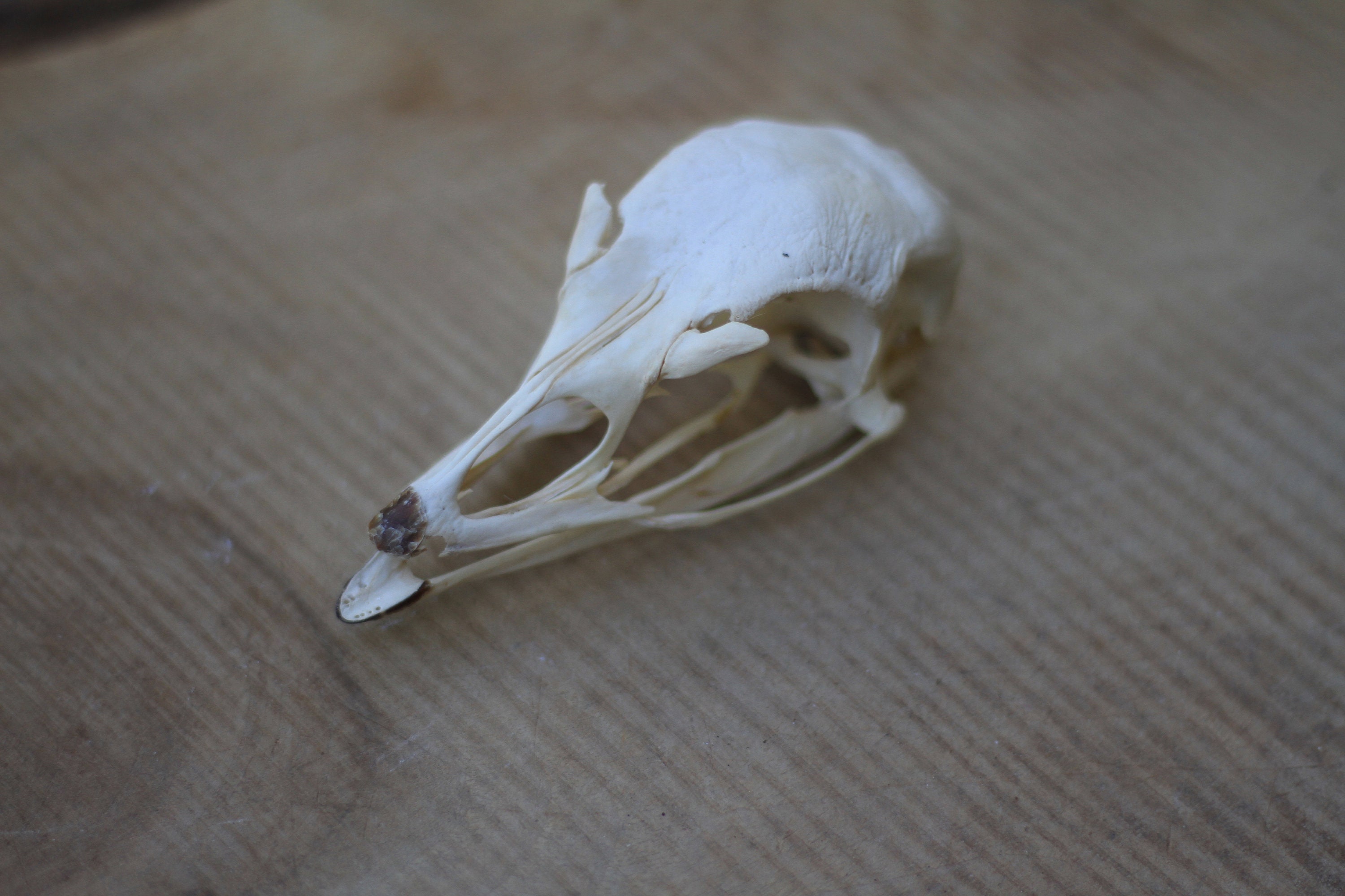 Turkey Skull Died by Natural Causes. - Etsy