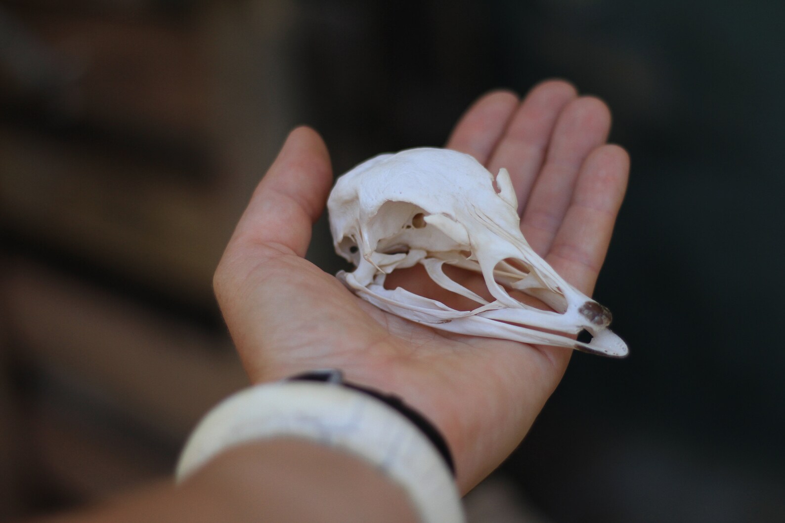 Turkey Skull Died by Natural Causes. - Etsy