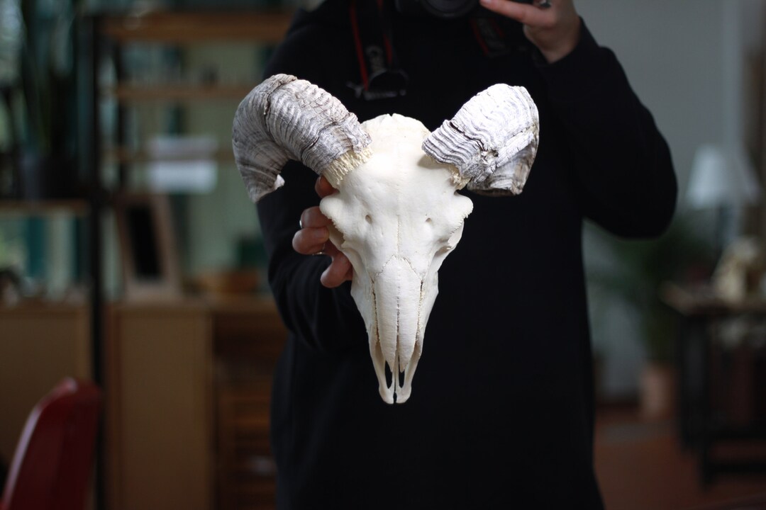 Huge Ram Skull, Latxa Breed. Curved Horns, Strong Heavy Weight Bone ...