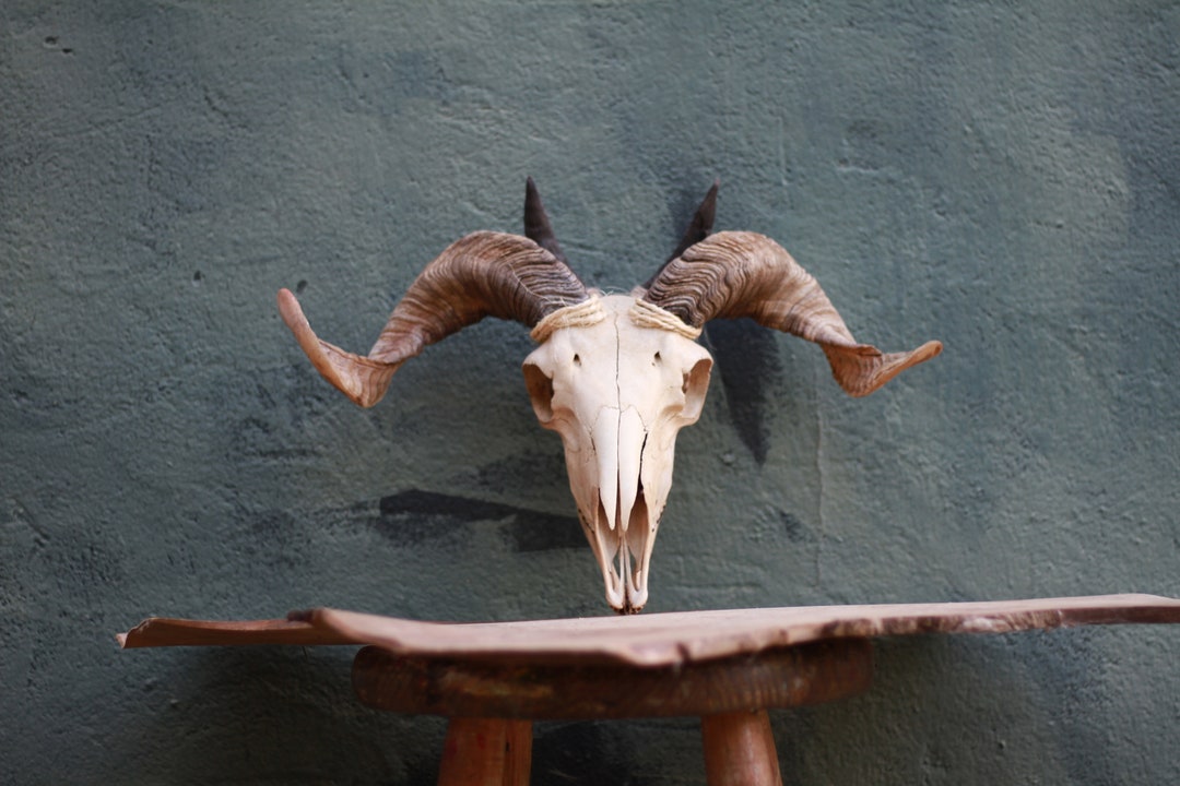 Chimera. 4 Horns Ram Skull. Huge Horns.jacob Ram Similar - Etsy