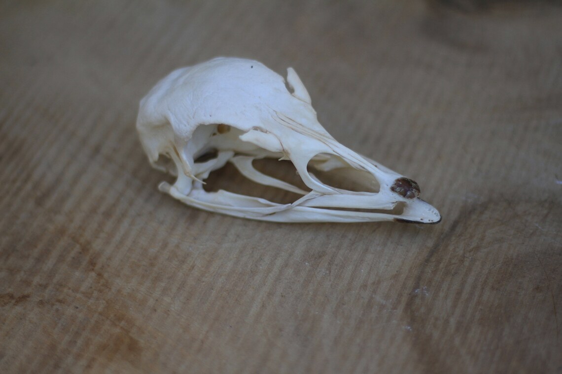 Turkey Skull Died by Natural Causes. - Etsy
