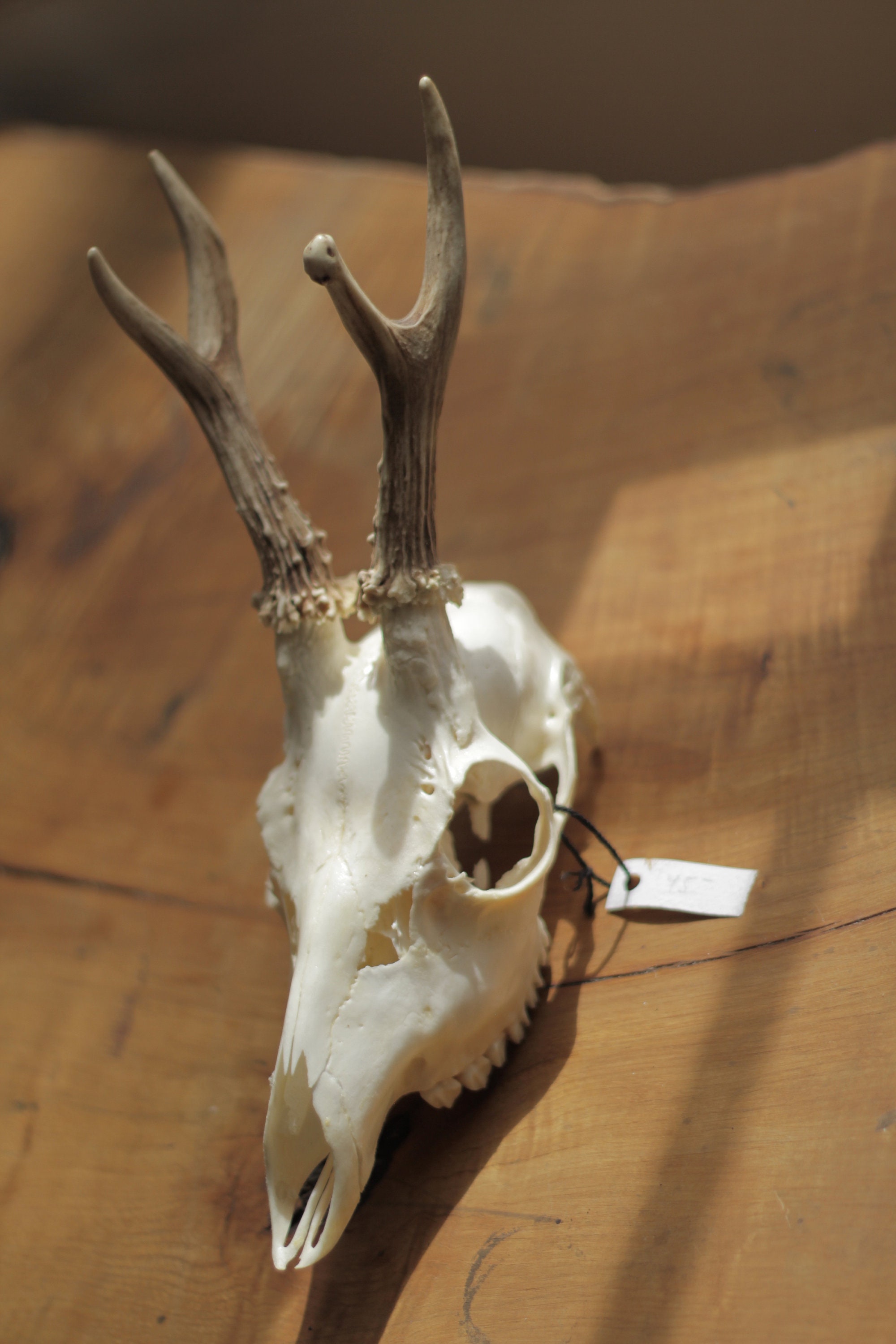DEFORMED Roe deer skull male. Sphere on antler point. Craneo | Etsy