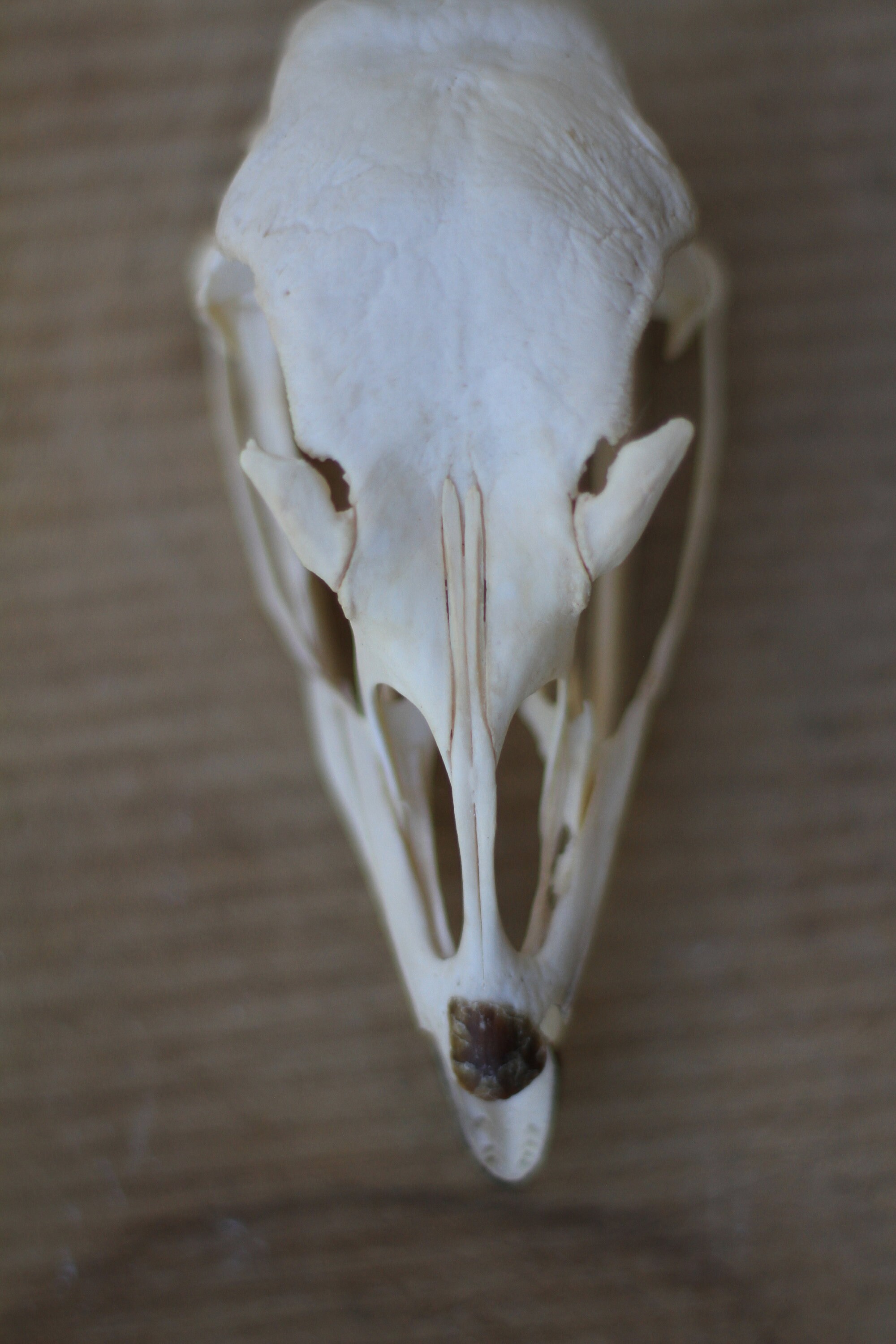 Turkey Skull Died by Natural Causes. - Etsy