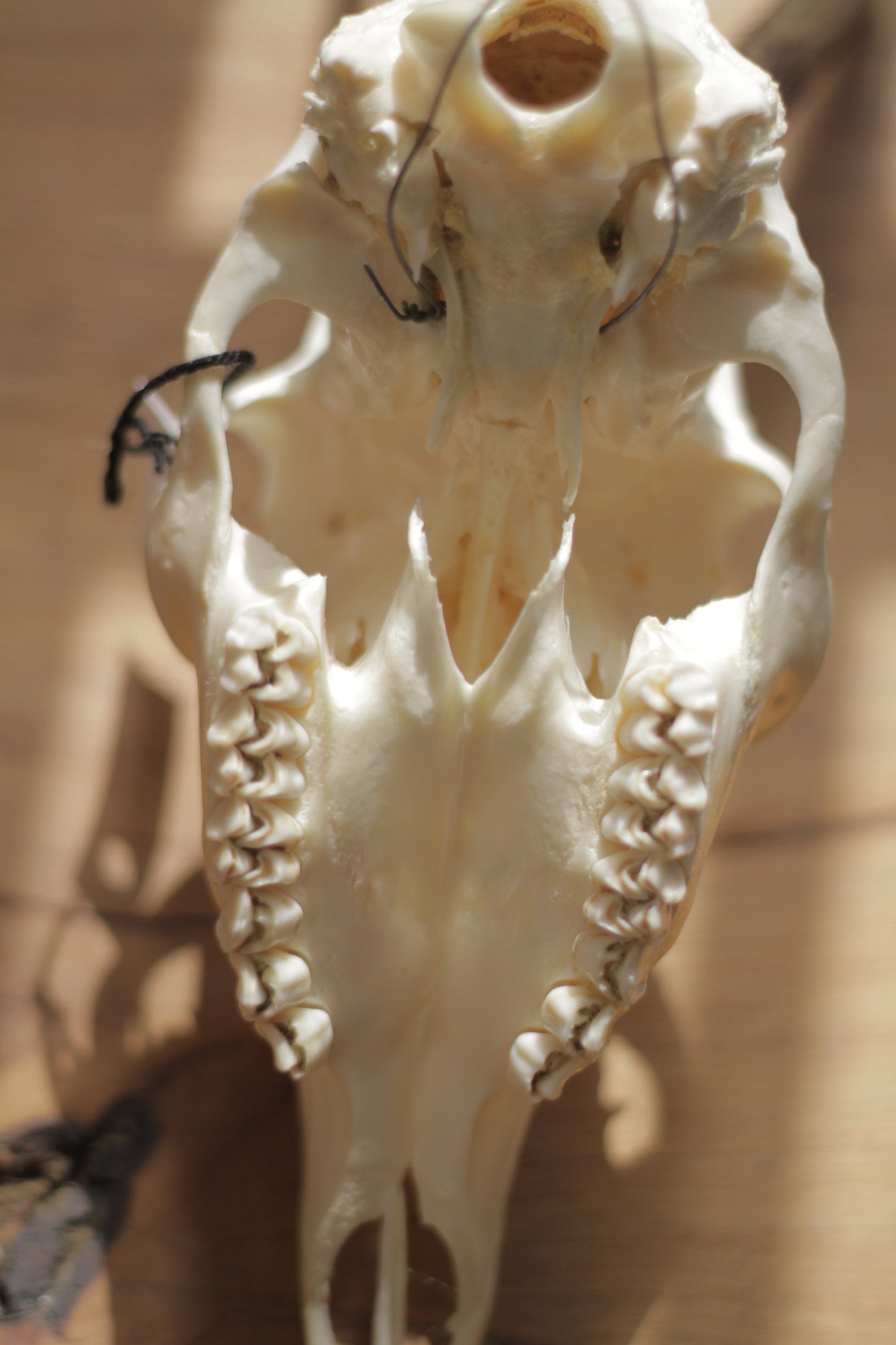 DEFORMED Roe Deer Skull, Male. Sphere on Antler Point. Craneo De Corzo ...
