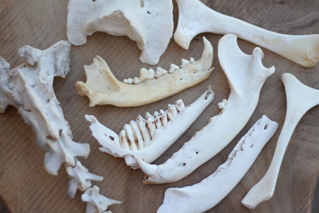 Set of Mandibles and Bones, Riverfounded. Different Animals. Jawbones ...
