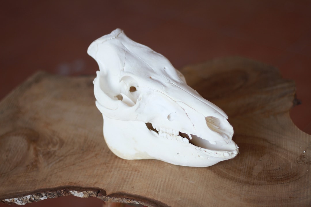 Pig Skull. Sus Scrofa Domesticus.proceed by Open Livestock - Etsy