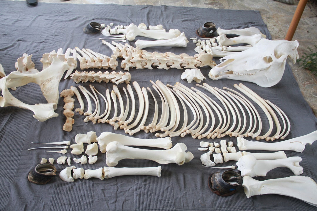 Real Horse Skeleton Named Cuzman. Complete. 30 Years Old, Huge Male ...