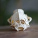 Real Skull of European Badger. Badger. Meles Meles. Roadkilled ...