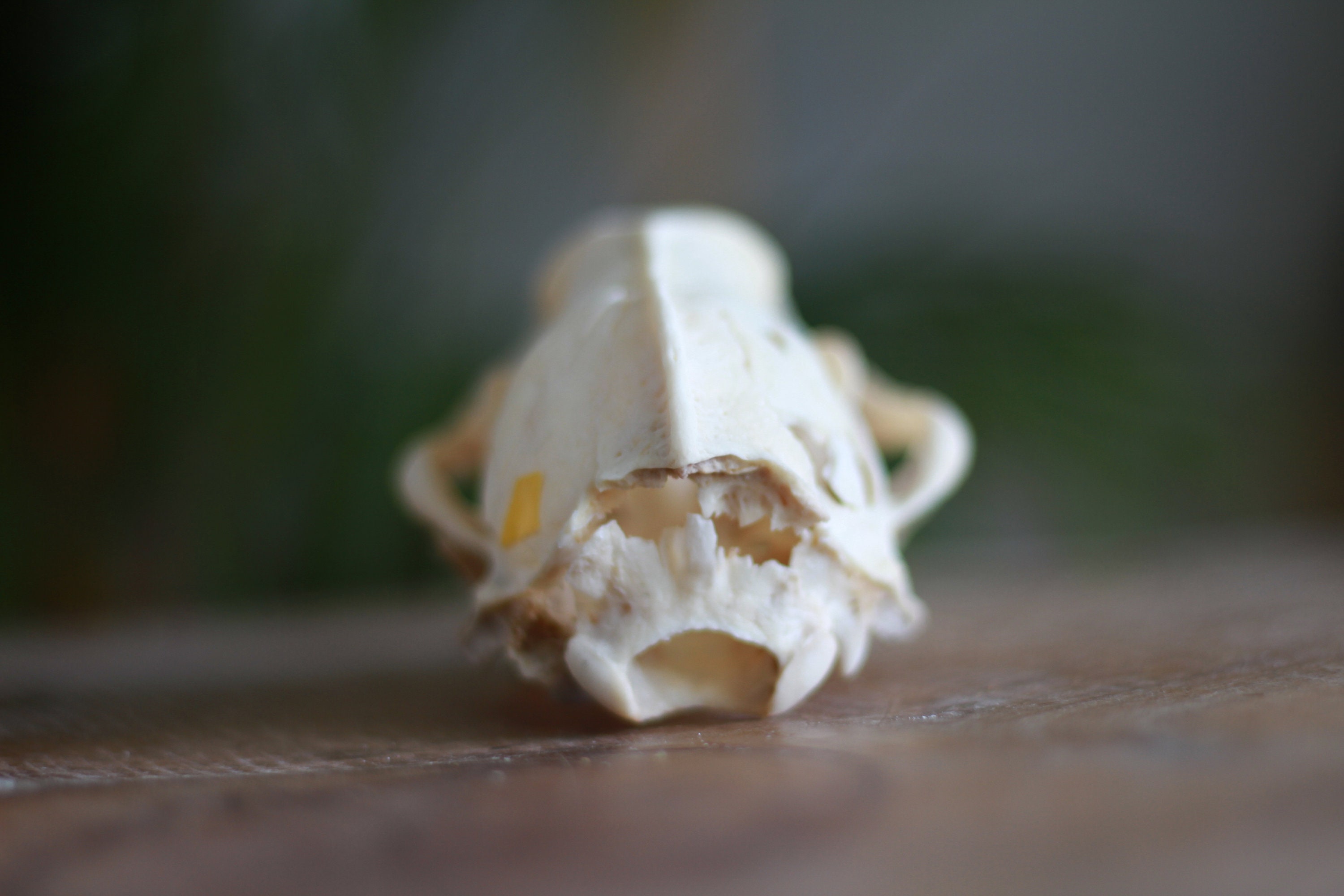 Real Skull of European Badger. Badger. Meles Meles. Roadkilled ...