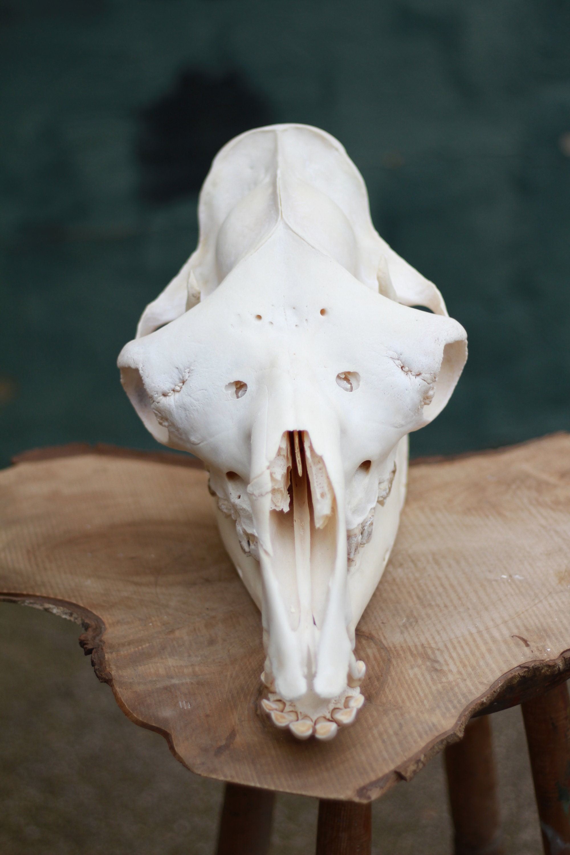 Real Skull of Camel. Camelus Dromedarius. All Teeth Complete. | Etsy