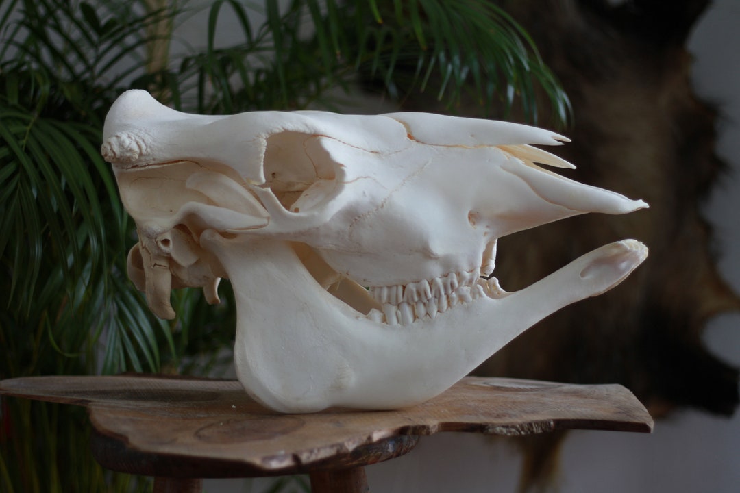 Real Cow Skull.young, Female. 39 Cm Large. Whitened and Disinfected - Etsy