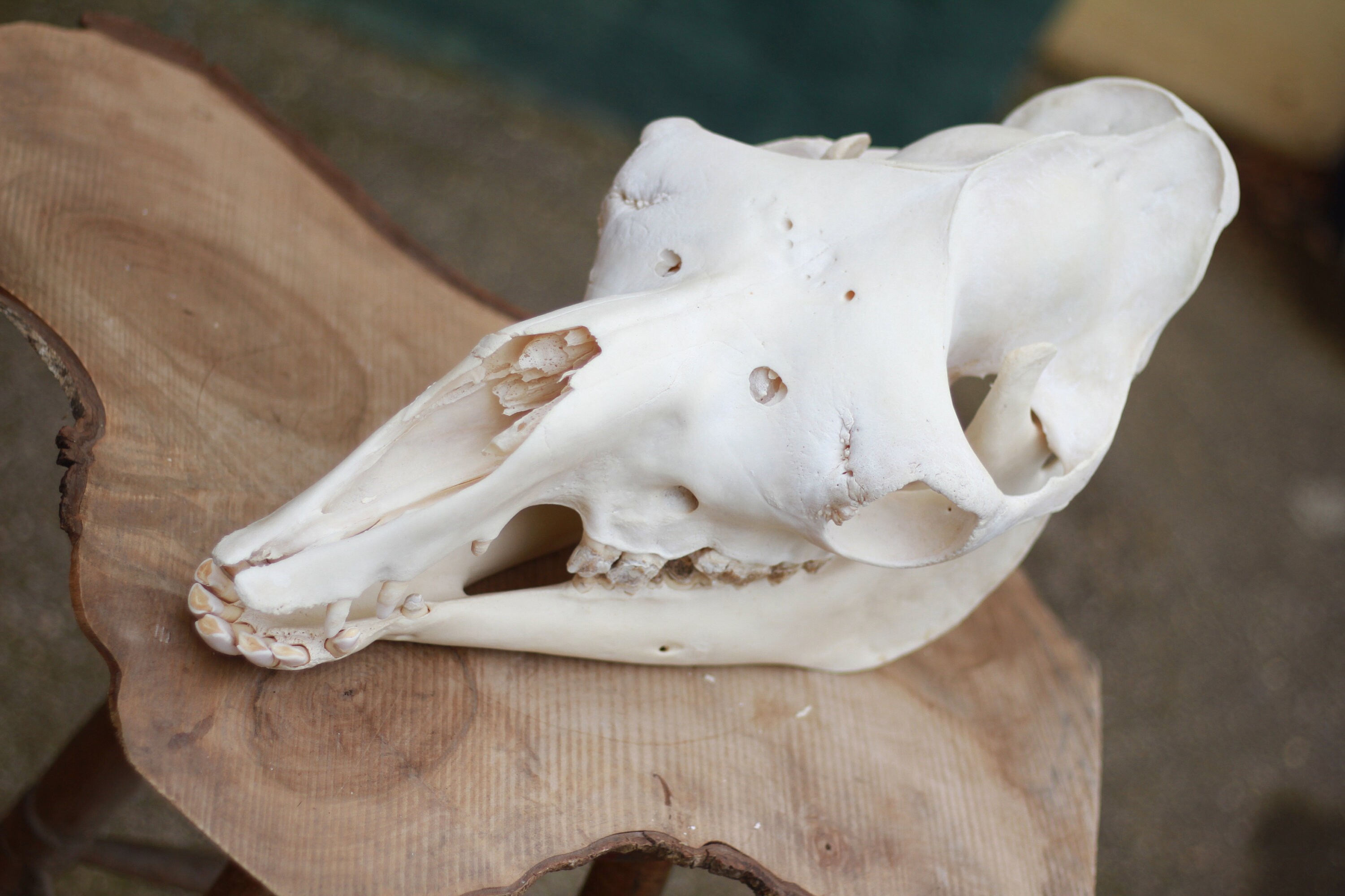 Real Skull of Camel. Camelus Dromedarius. All Teeth Complete. | Etsy