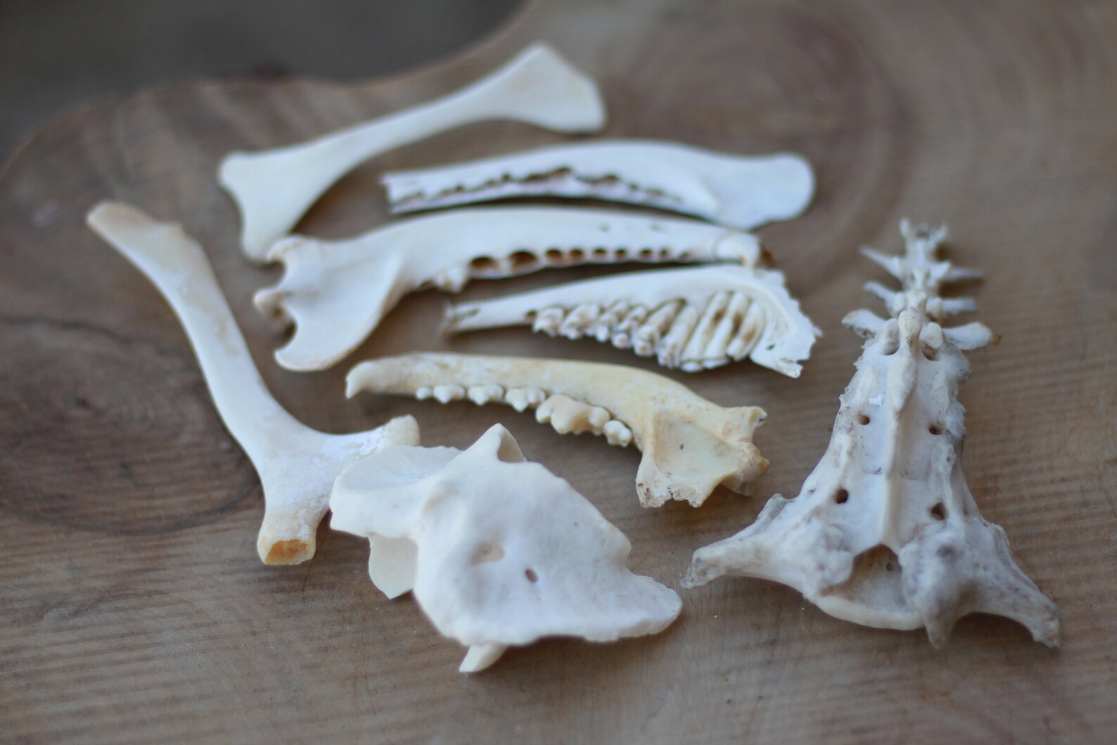Animal Bone Collection | Mandibles and Vertebrae Set | Real Bone ...