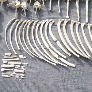 Real Horse Skeleton Named Terry. Complete. 25 Years Old, Huge Male ...