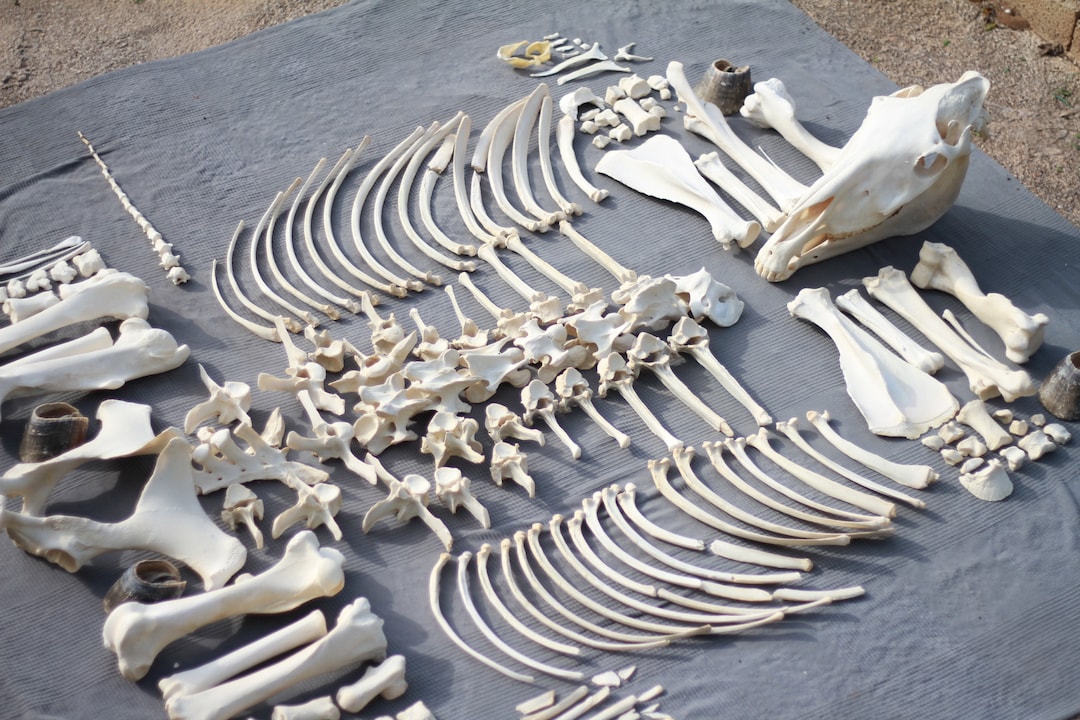 Real Horse Skeleton Named Terry. Complete. 25 Years Old, Huge Male ...