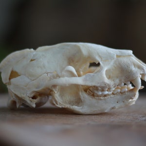 Real Skull of European Badger. Badger. Meles Meles. Roadkilled ...