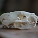 Real Skull of European Badger. Badger. Meles Meles. Roadkilled ...