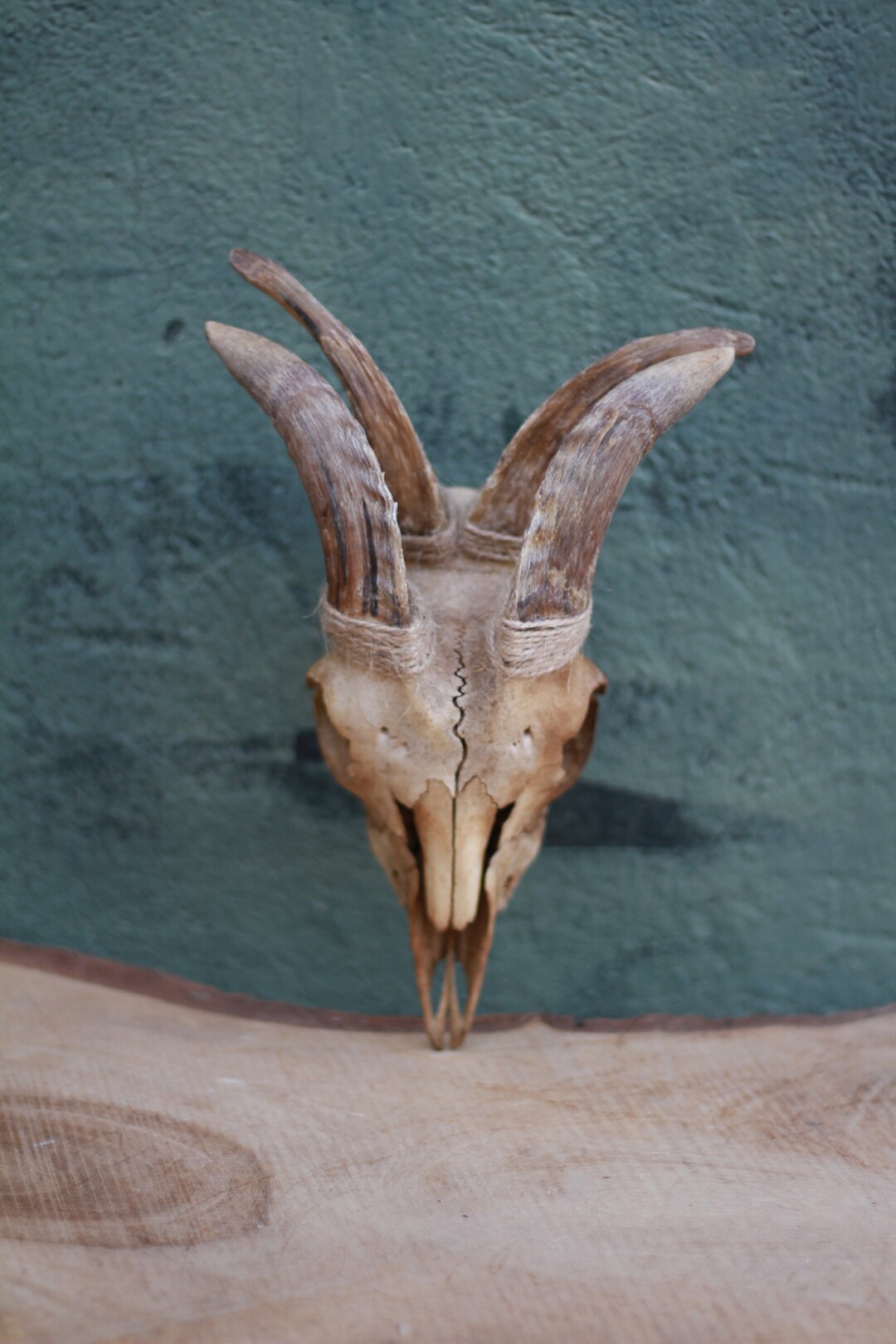 Chimera. 4 Horns Fantasy Ram Skull.jacob Ram Similar. Cute and Compact ...