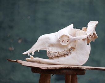 Real Skull of Camel. Camelus Dromedarius. All Teeth Complete. | Etsy