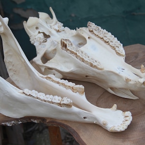 Real Horse Skeleton Named Terry. Complete. 25 Years Old, Huge Male ...