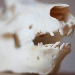 Pig Skull. Sus Scrofa Domesticus. Proceed by Open Livestock - Etsy