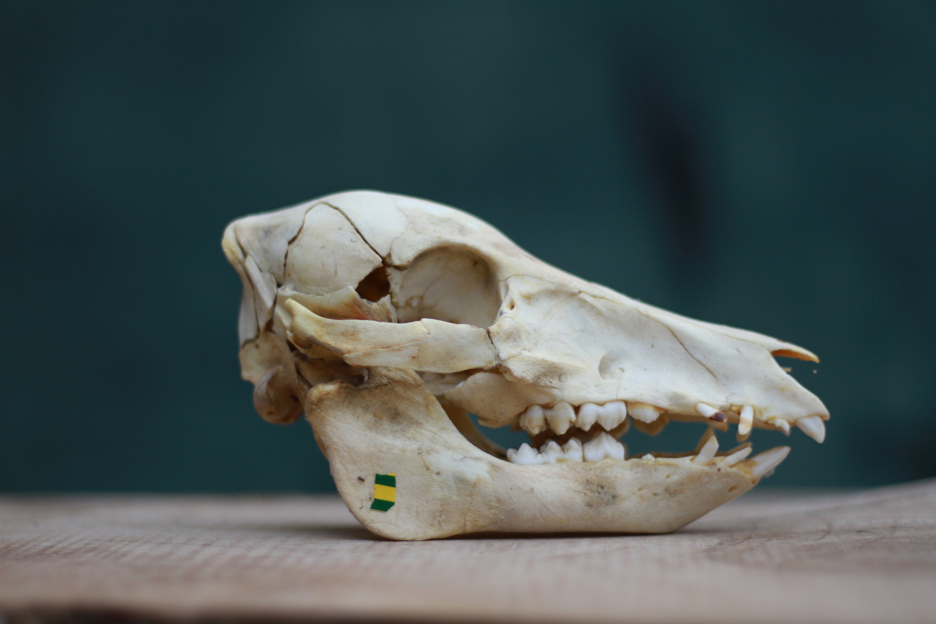 Wild Hogs Animal Teeth