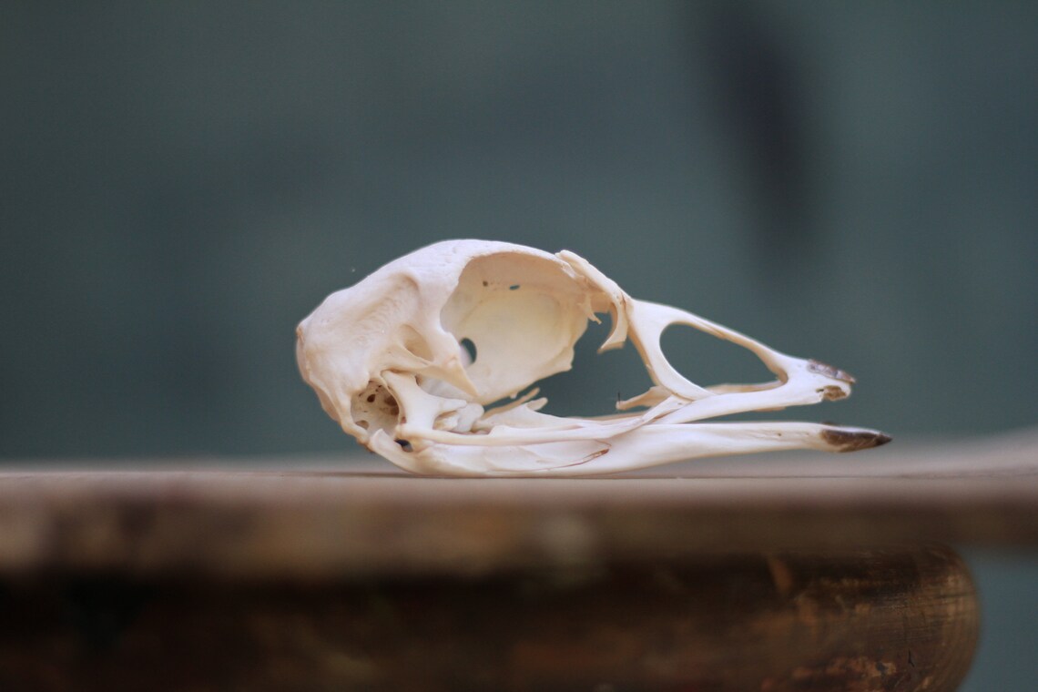 Turkey Skull Died by Natural Causes. - Etsy