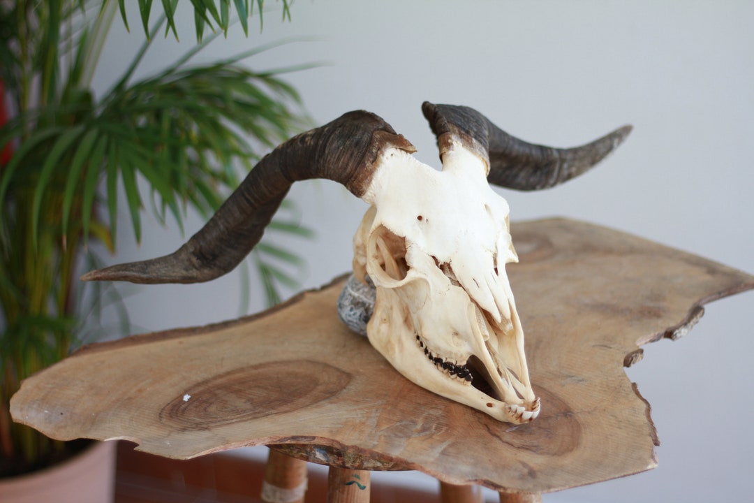Big Goat Skull, COMPLETE, All Teeth, Perfect Condition, Heavy Weight ...