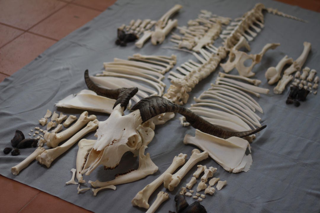 Complete GOAT SKELETON. Goat Named Flor,8 Years Old, Female, Died by ...