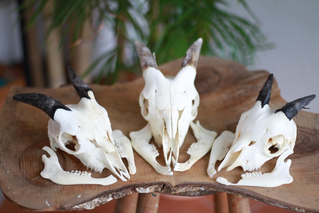 SPECIAL OFFER: PACK 3 Skulls. . Baby Goats, Male and Female, With ...